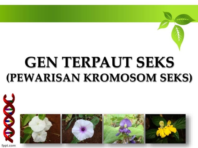 Gen Terpaut Seks dan Pewarisan Autosom | PPTX