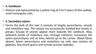 Gentian root.ppt 5th sem.ppt new.ppt