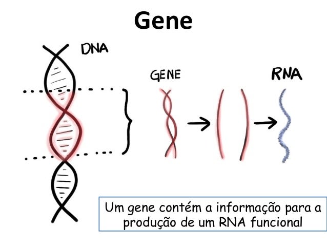 prof. Paulo Roberto Genética Enem Biologia exercício