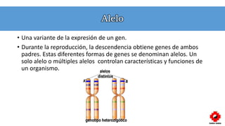 Genética.Genes y mecanismos reguladores de la transmisión de los ...