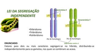 GENÉTICA - 2ª LEI DE MENDEL.CIENCIAS/BIOLOGIA | PPT