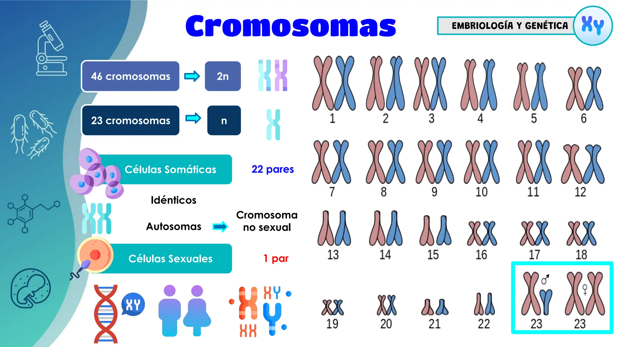 Genética - Cromosomas y Nomenclatura (LTH).pdf
