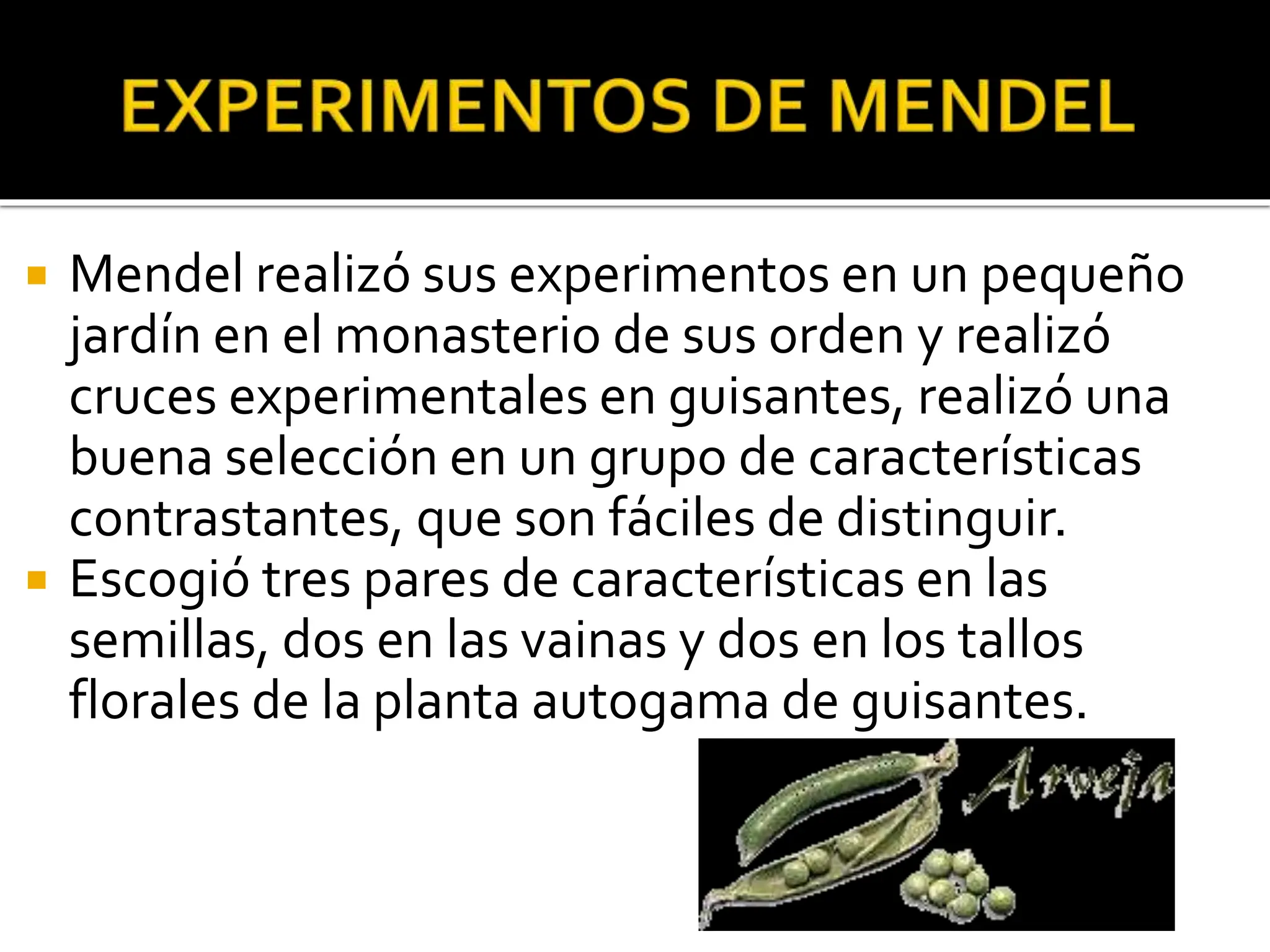 Genética básica. LOS PRIMEROS EXPERIMENTOS DE GREGORIO MENDEL | PPT