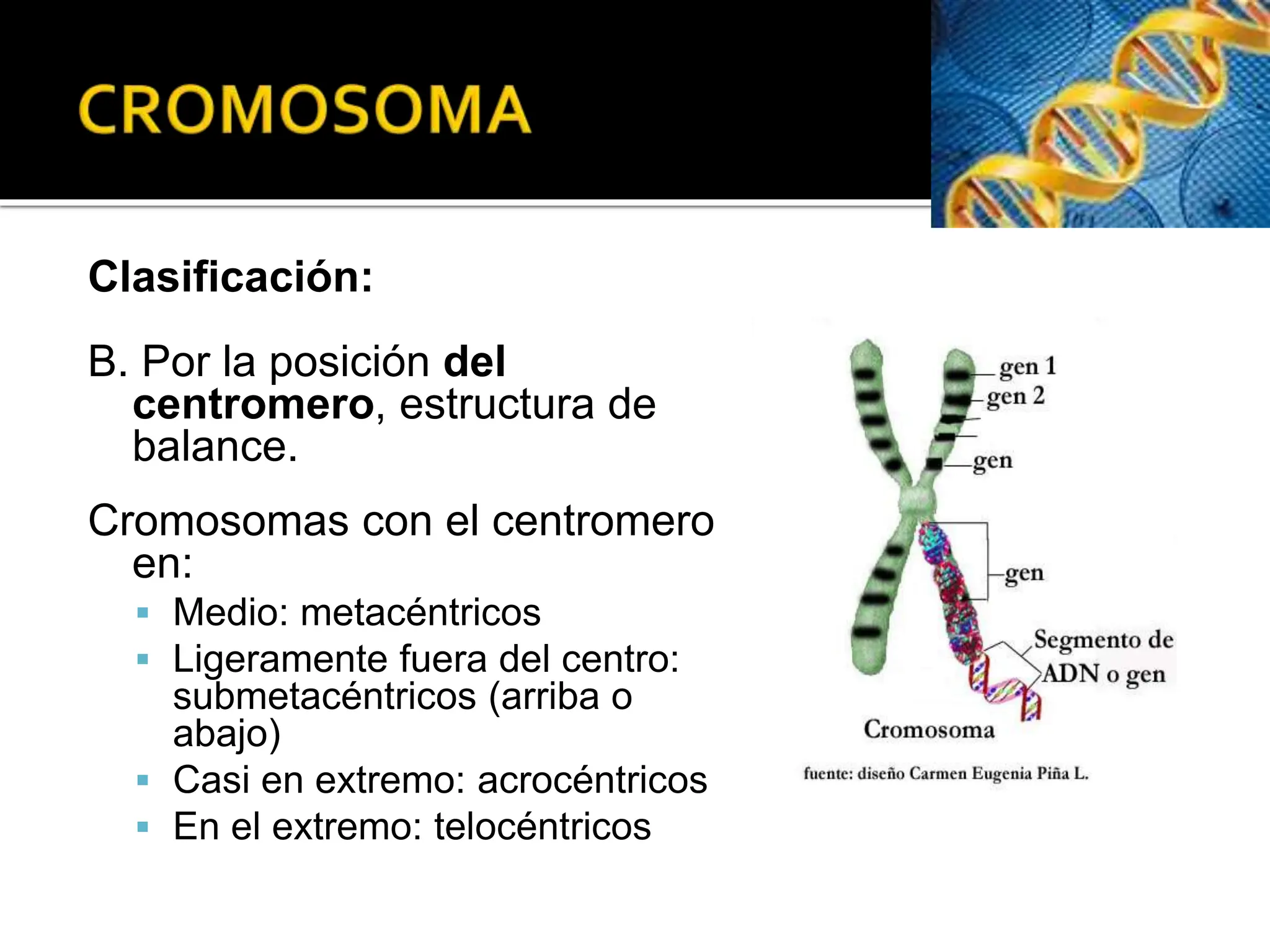 Genética básica. LOS PRIMEROS EXPERIMENTOS DE GREGORIO MENDEL | PPT