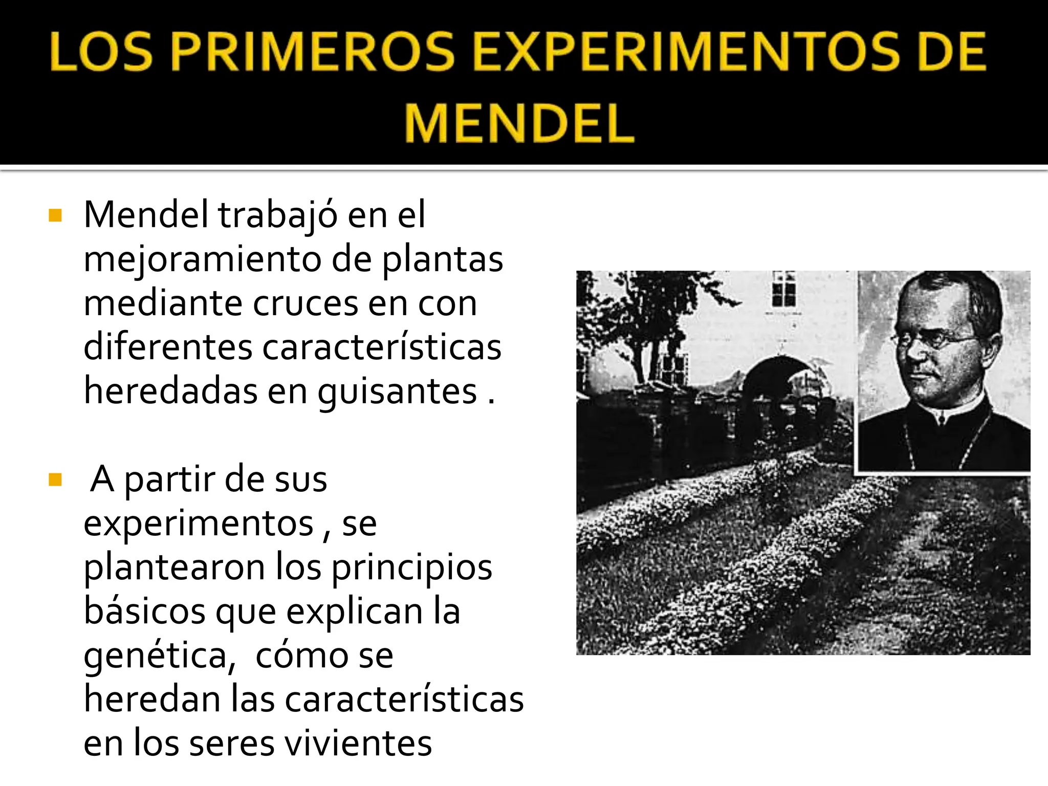 Genética básica. LOS PRIMEROS EXPERIMENTOS DE GREGORIO MENDEL | PPT