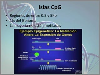 Genética de poblaciones y epigenetica expo | PPTX