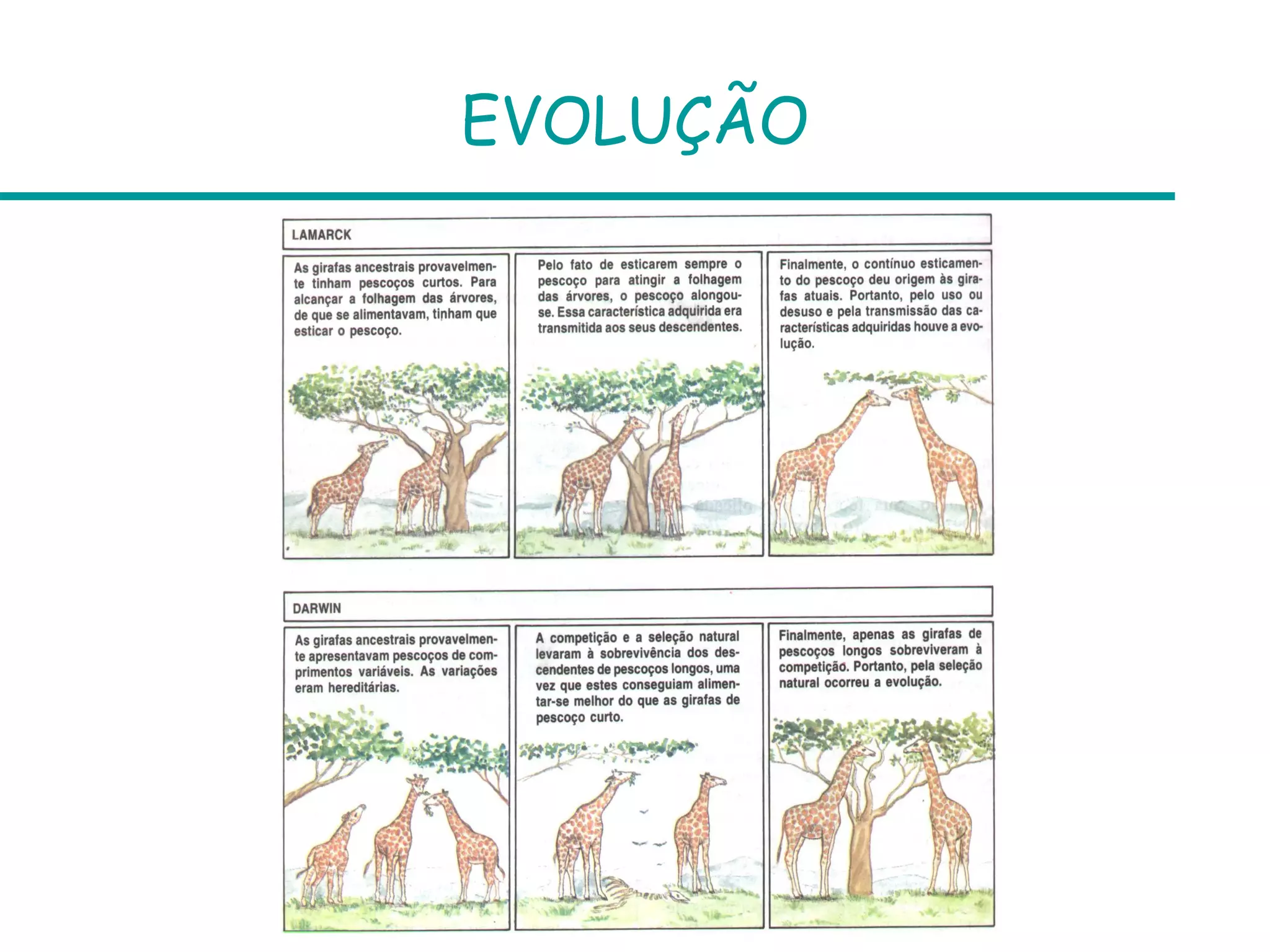 Genética e evolução: mecanismos de especiação | PPT