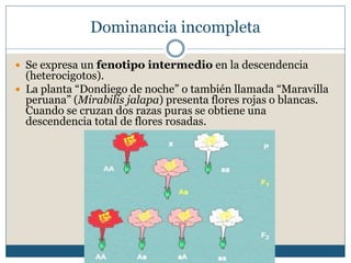Genética ii pre | PDF