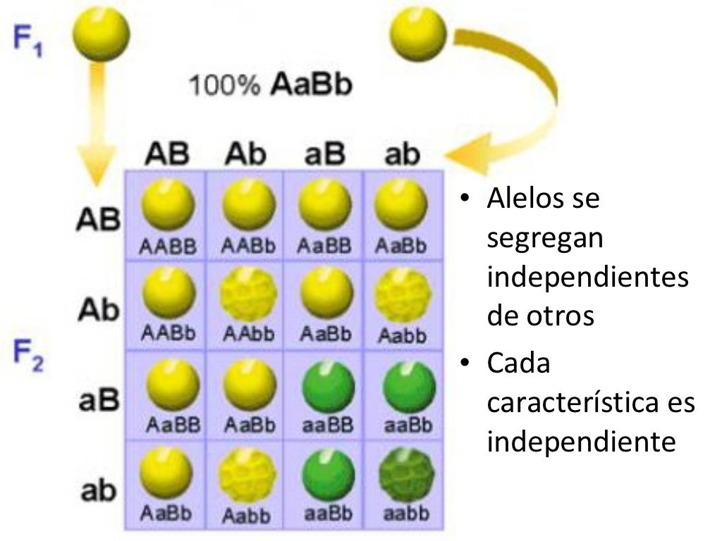 Genética mendeliana