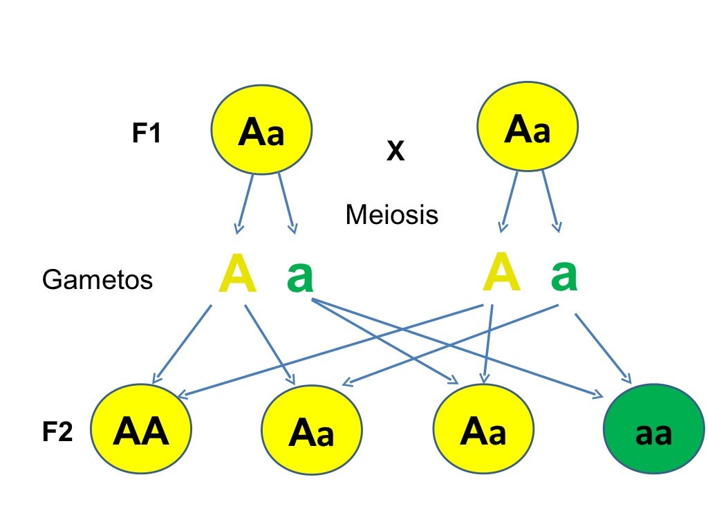 Genética mendeliana