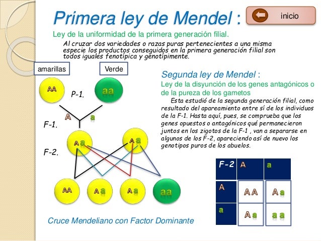 1Era Ley De Mendel - slingo