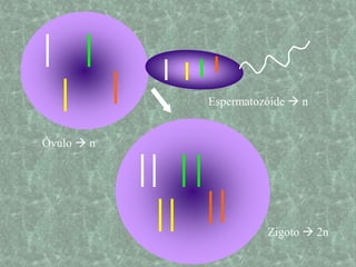 Genética mendeliana Primeira Lei de Mendel | PPTX