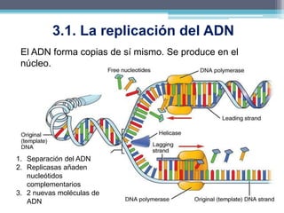 La genética molecular | PPTX