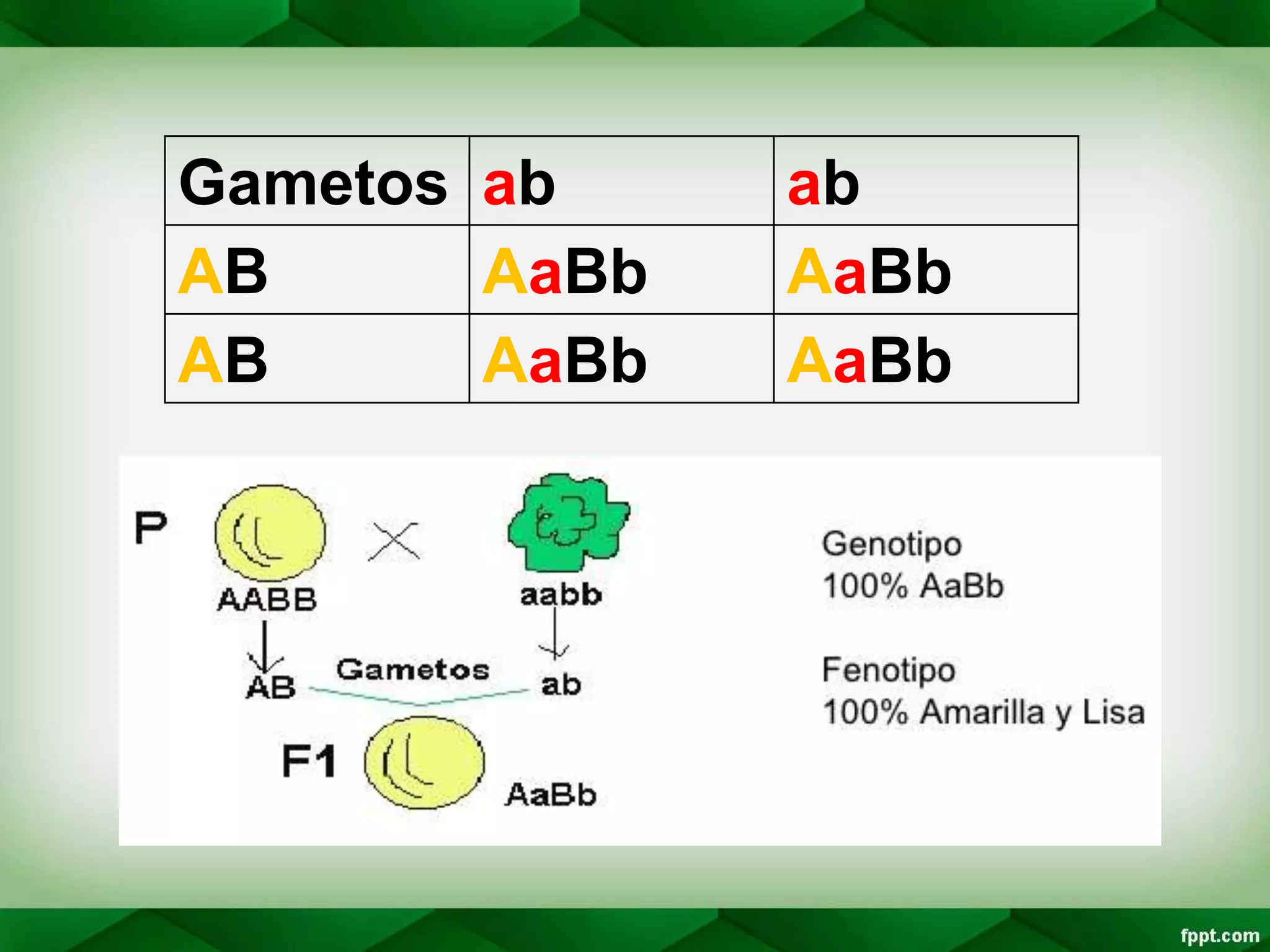 Genética y leyes de Mendel | PPT