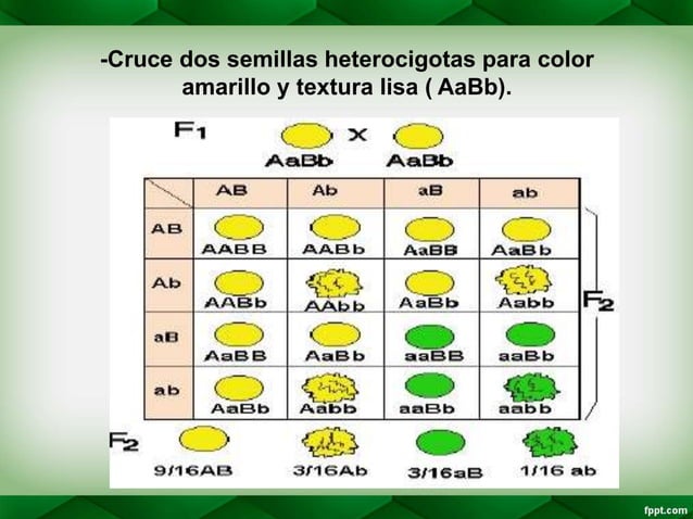 Genética y leyes de Mendel | PPT