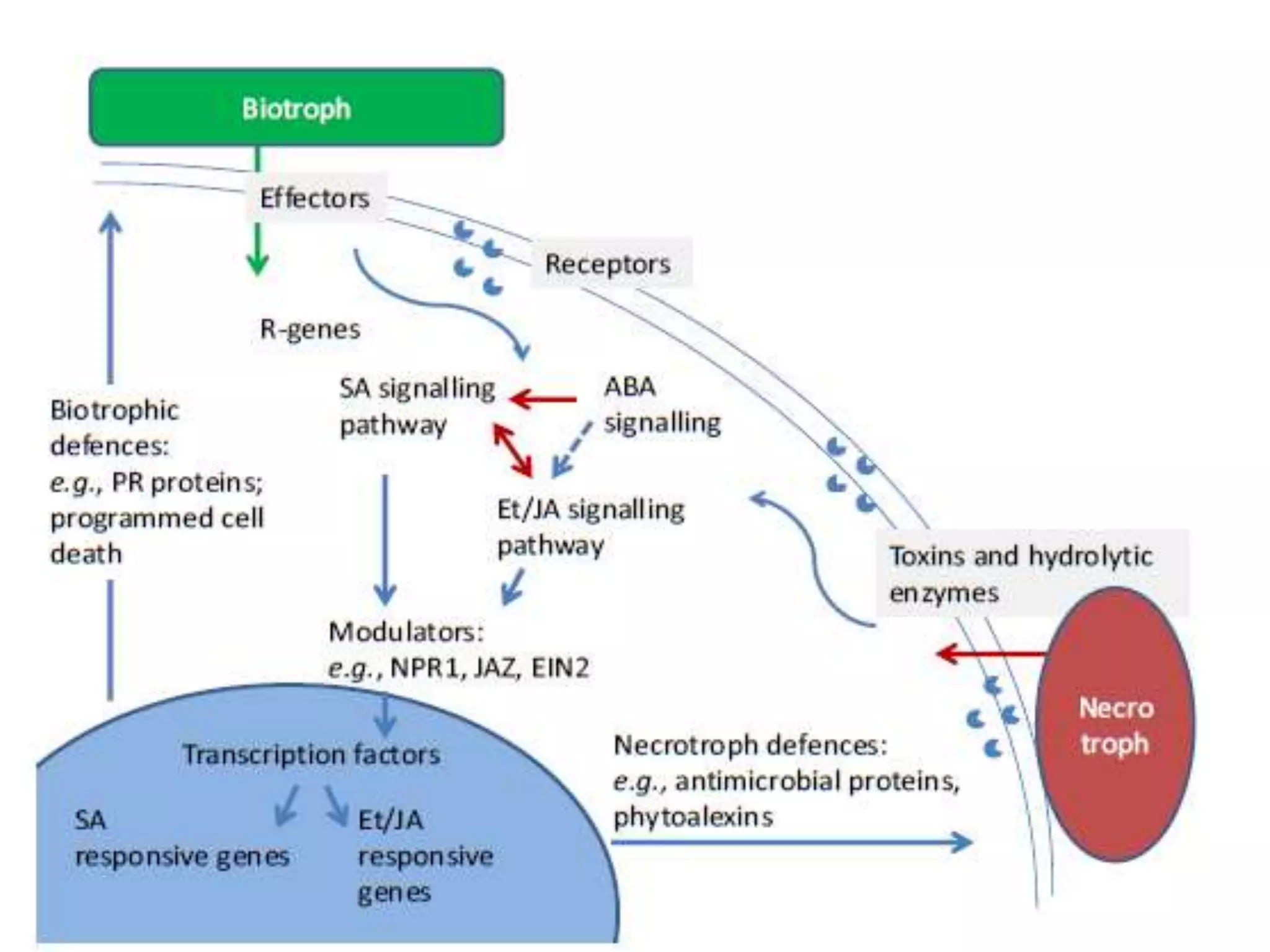 Gentic engineering for disease resistance in crops | PPTX