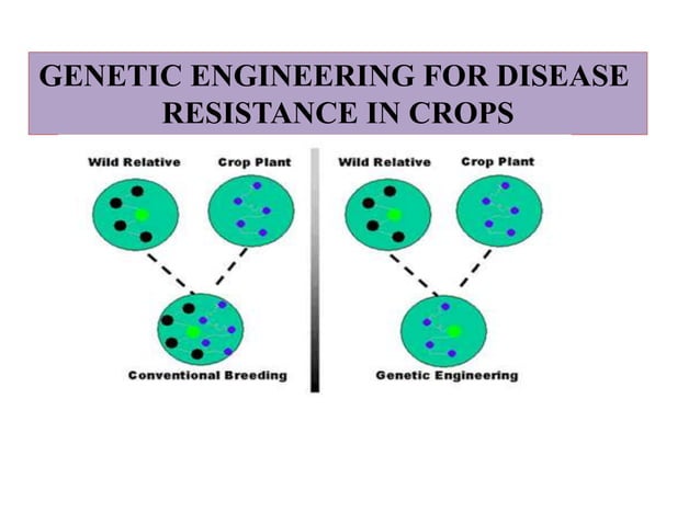 Gentic engineering for disease resistance in crops | PPTX | Biotech and ...