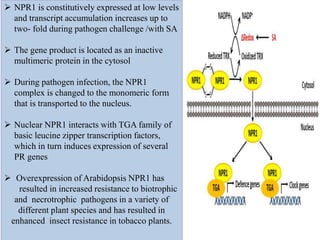 Gentic engineering for disease resistance in crops | PPTX
