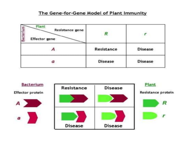 Gentic engineering for disease resistance in crops | PPTX | Biotech and ...