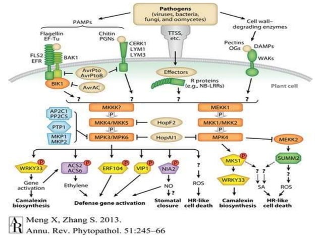 Gentic engineering for disease resistance in crops | PPTX | Biotech and ...