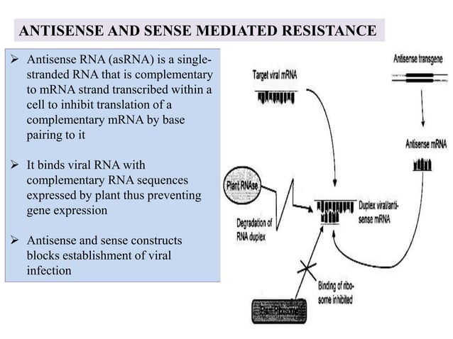 Gentic engineering for disease resistance in crops | PPTX | Biotech and ...