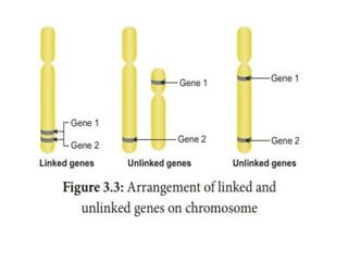 genetics topic on two factor cross and three factor cross | PPTX