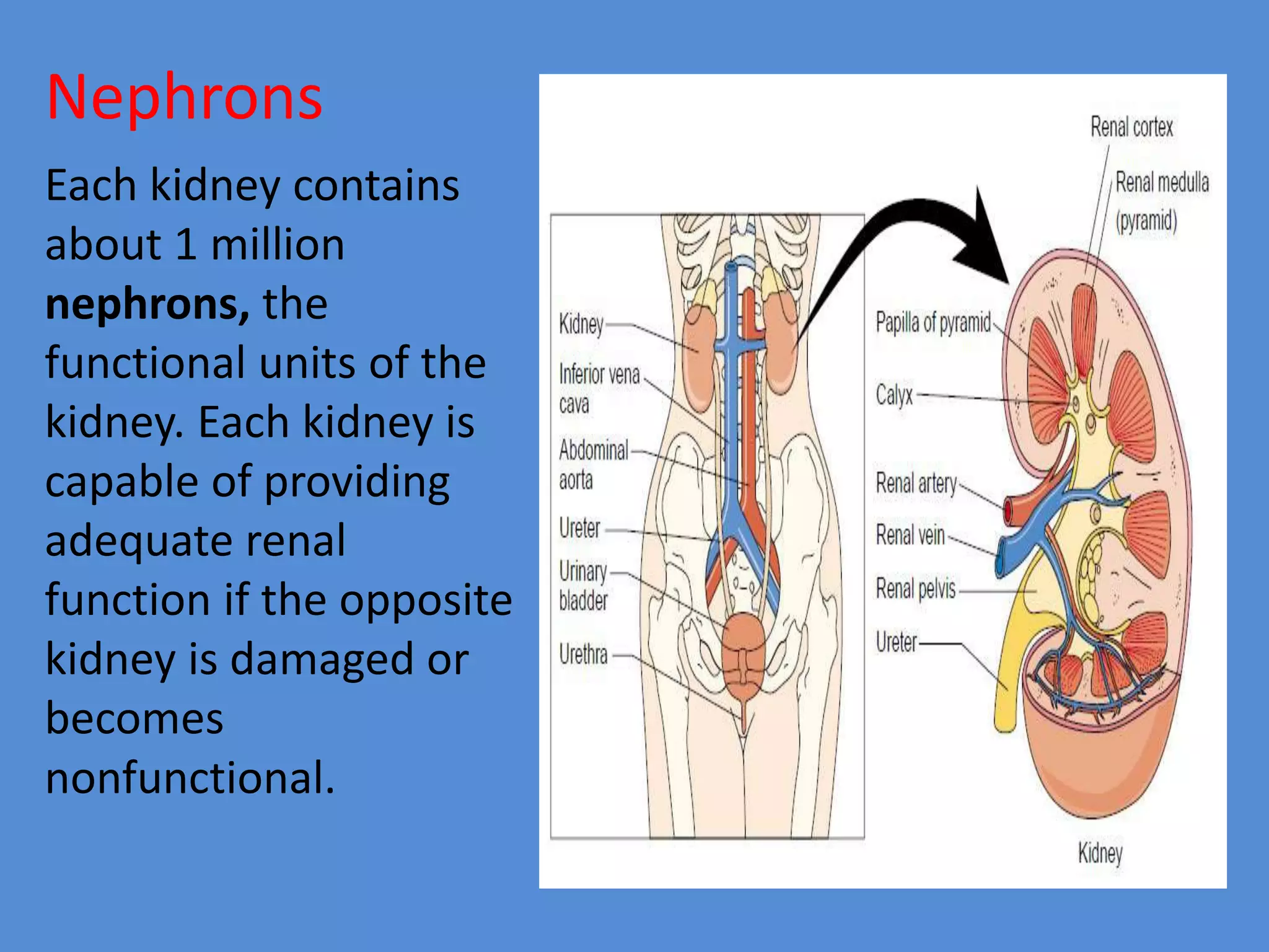 Gentiourinary system ANATOMY AND PHYSIOLOGY & ASSESSMENT | PPTX