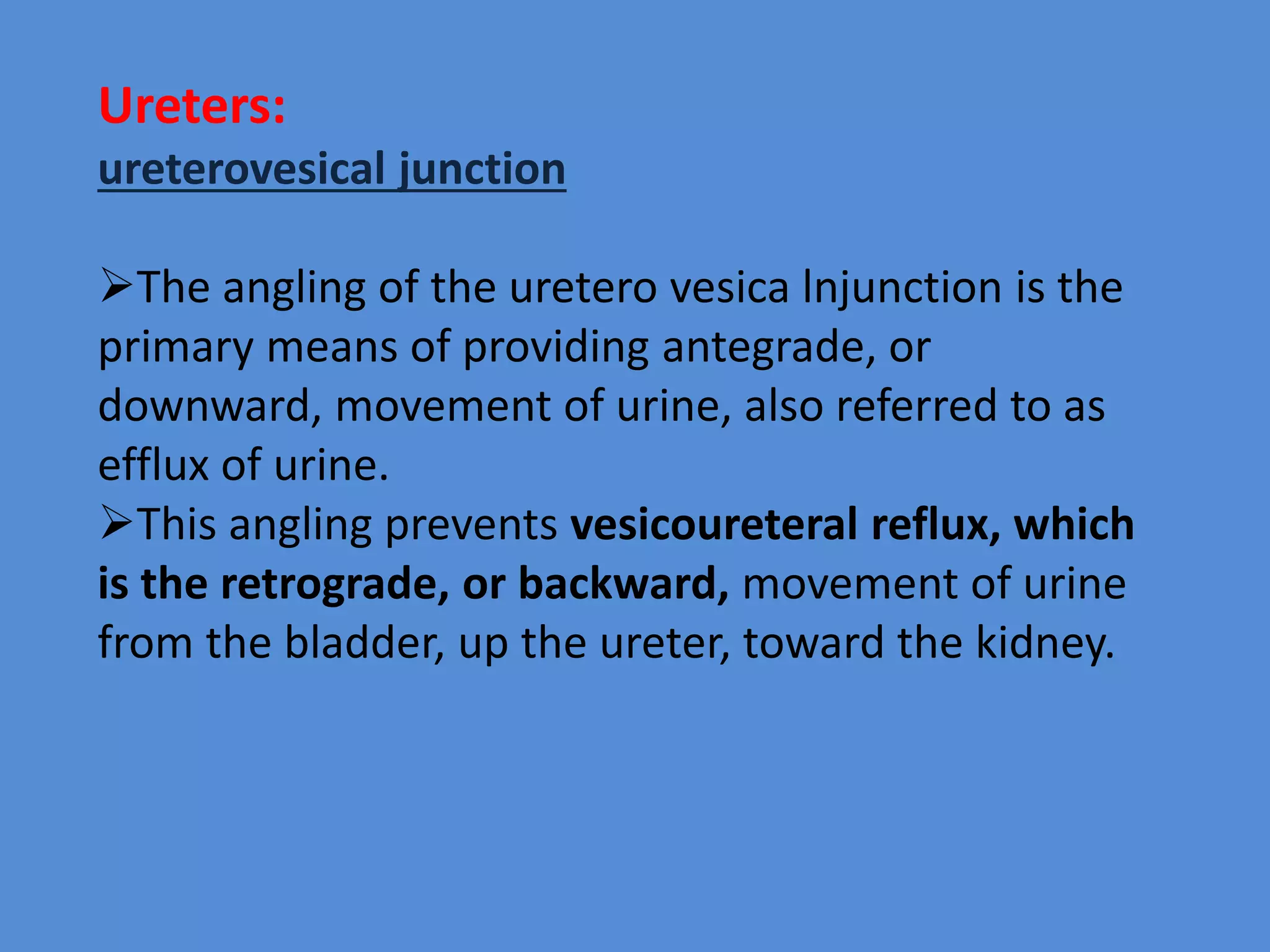 Gentiourinary system ANATOMY AND PHYSIOLOGY & ASSESSMENT | PPTX