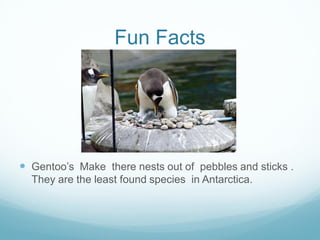 Gentoo penguin | PDF