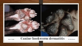 Genus-_Ancylostoma.pdf parasitology lecture | PDF