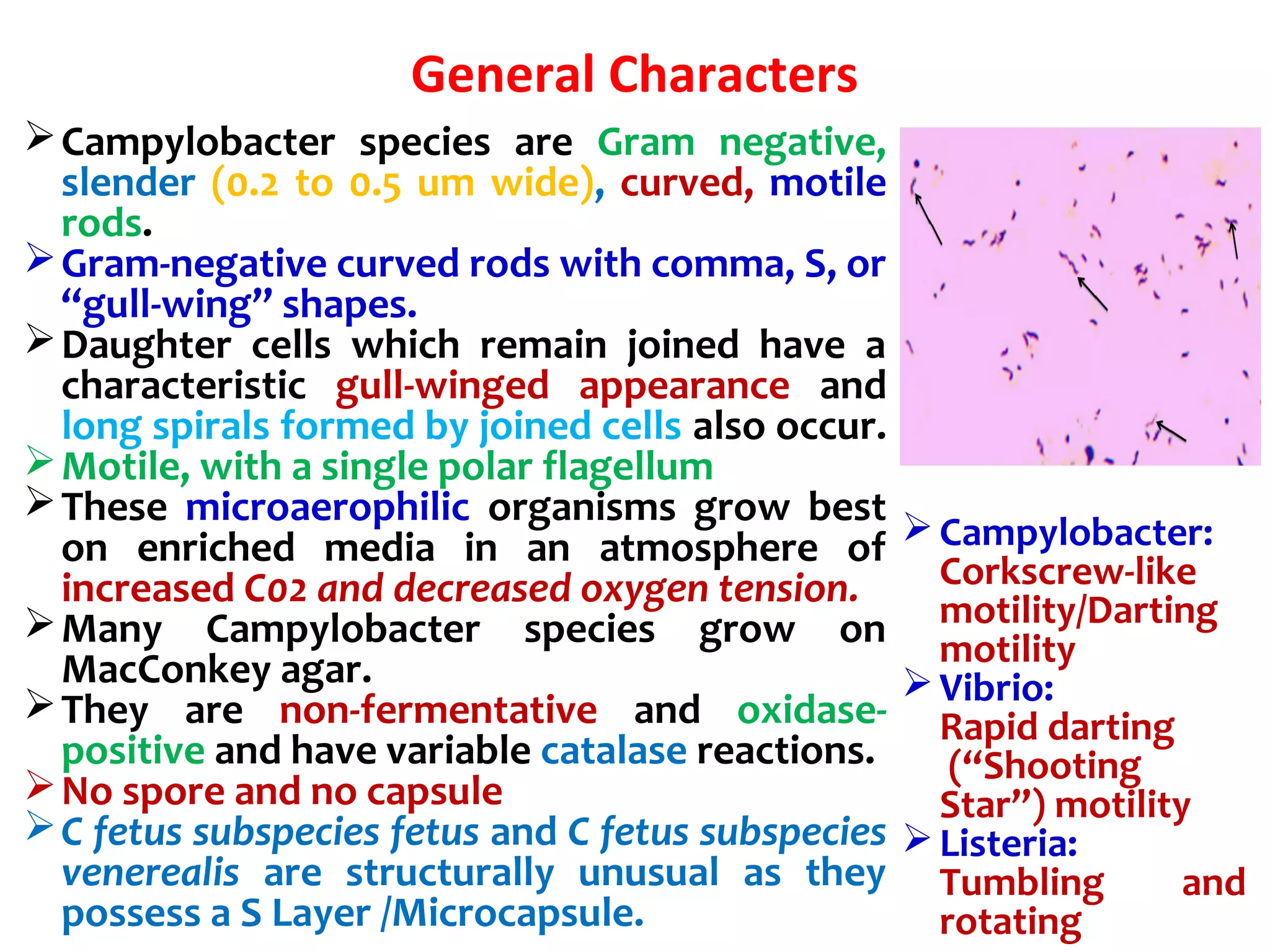 Genus campylobacter | PPT