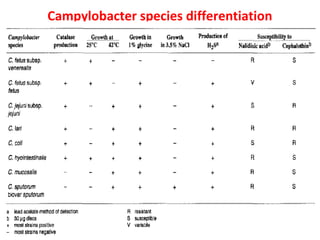 Genus campylobacter | PPT