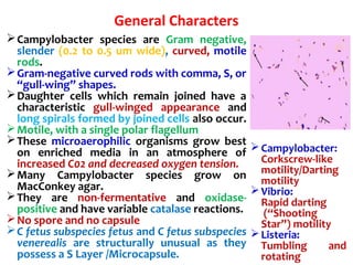Genus campylobacter | PPT