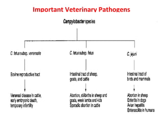 Genus campylobacter | PPT