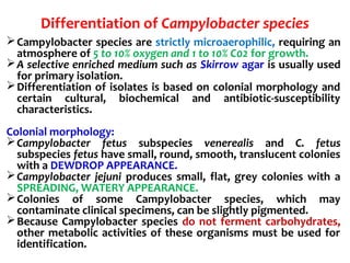 Genus campylobacter | PPT