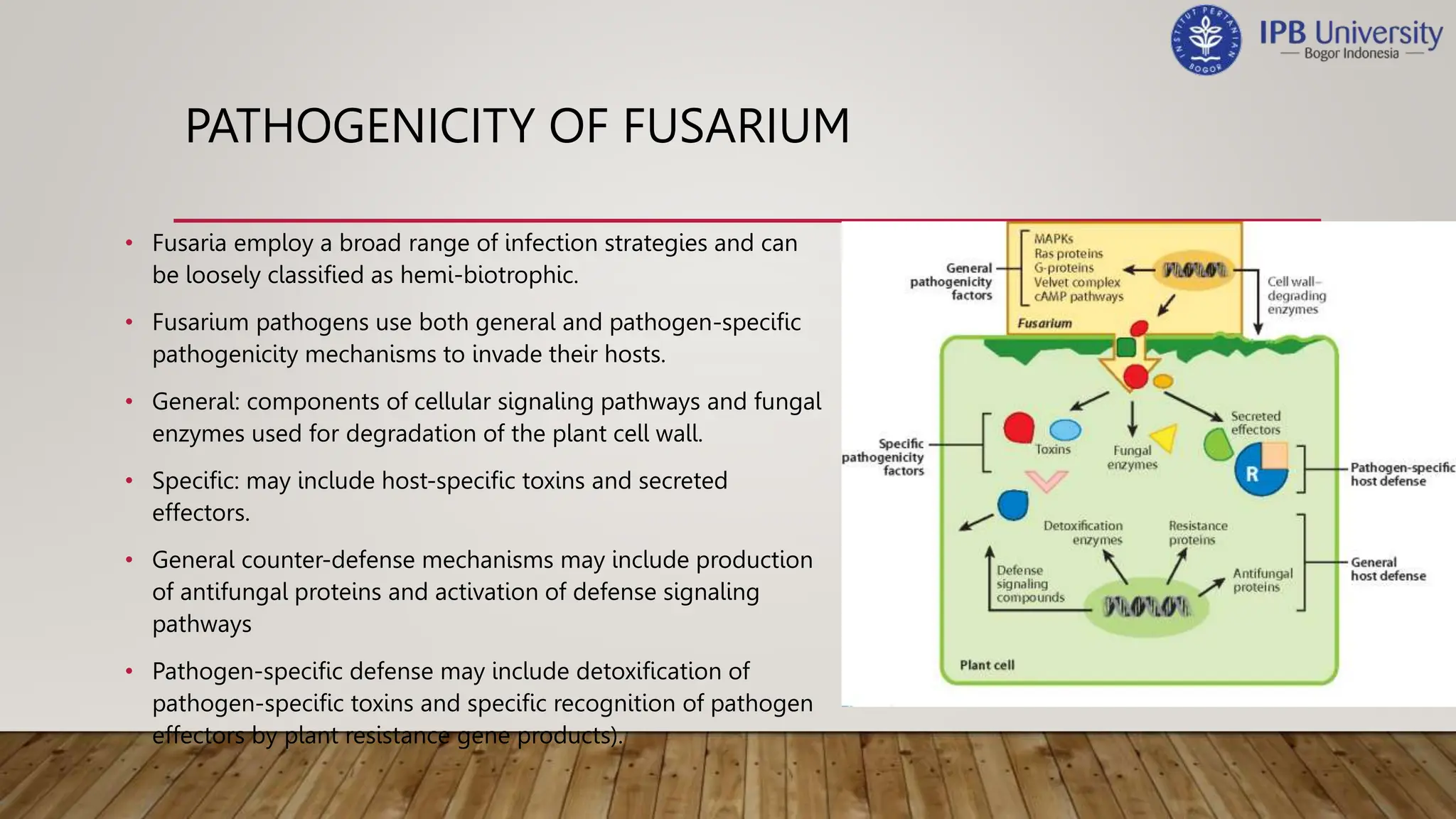 Genus Fusarium: Classification, Morphology and Pathogenesis_Emily.pptx