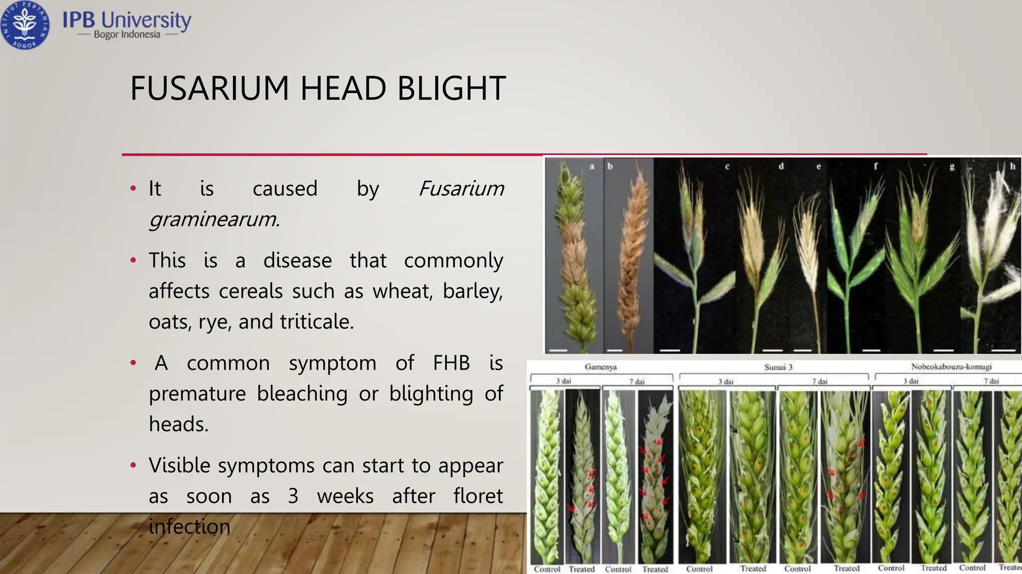 Genus Fusarium: Classification, Morphology and Pathogenesis_Emily.pptx