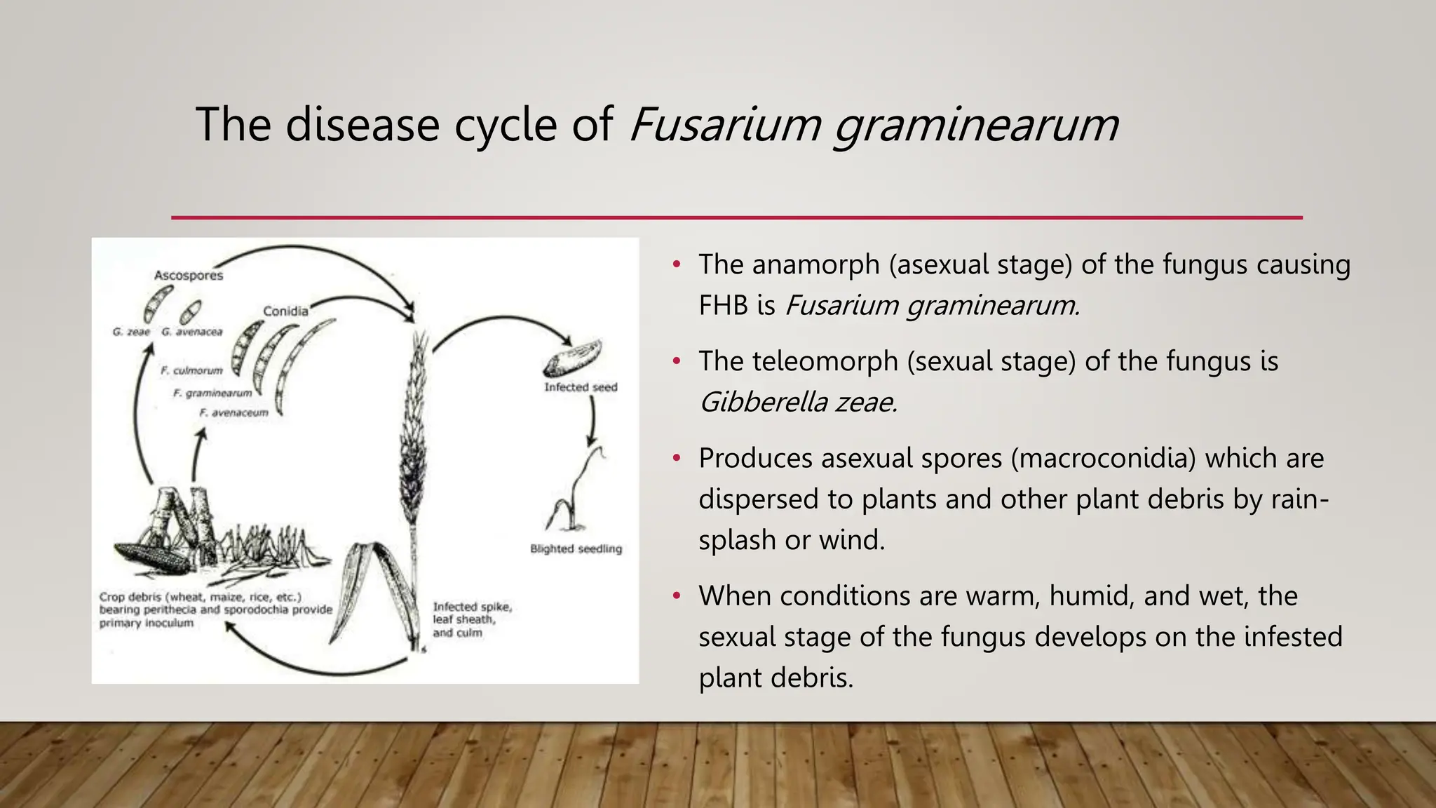 Genus Fusarium: Classification, Morphology and Pathogenesis_Emily.pptx