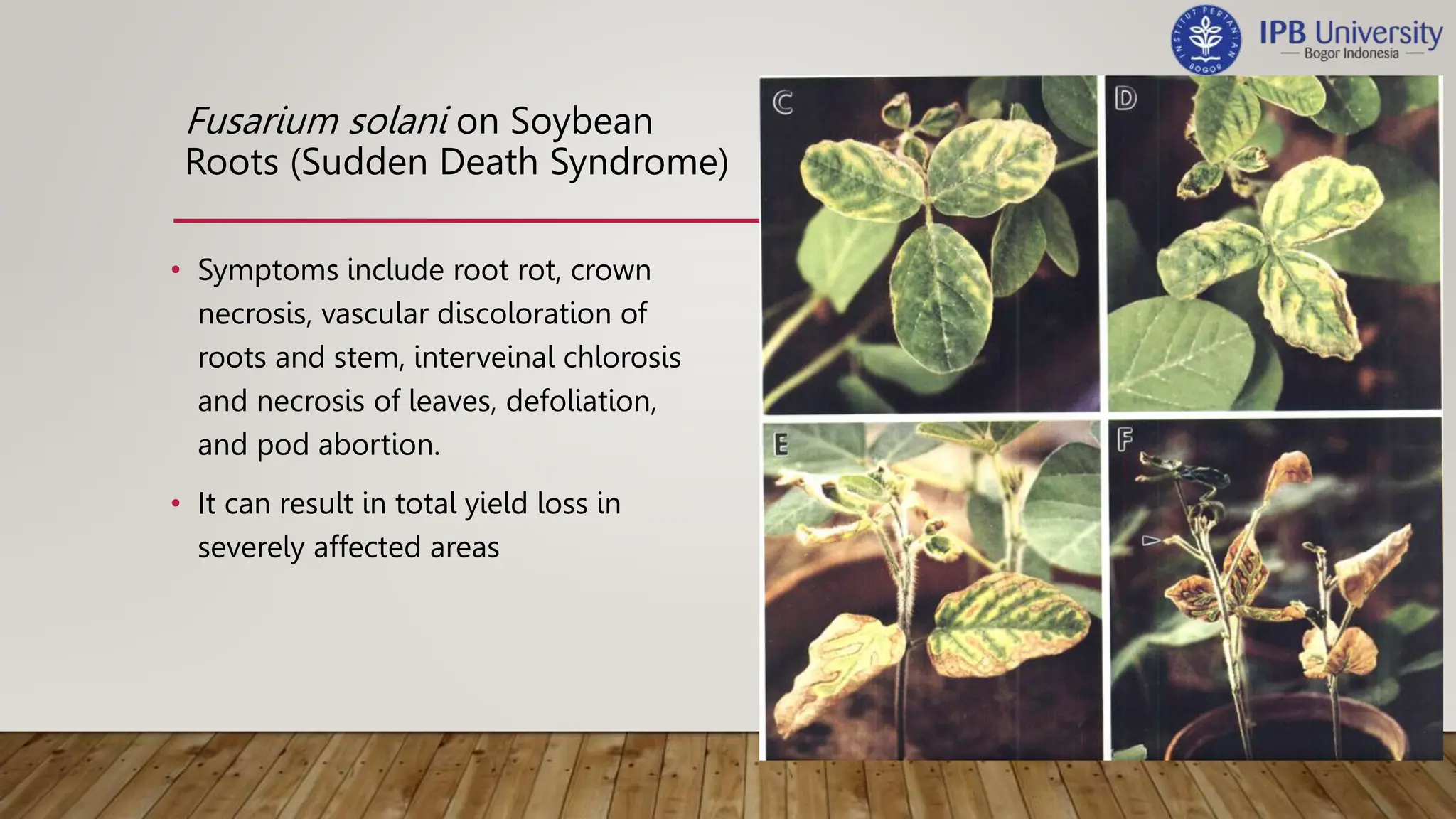 Genus Fusarium: Classification, Morphology and Pathogenesis_Emily.pptx