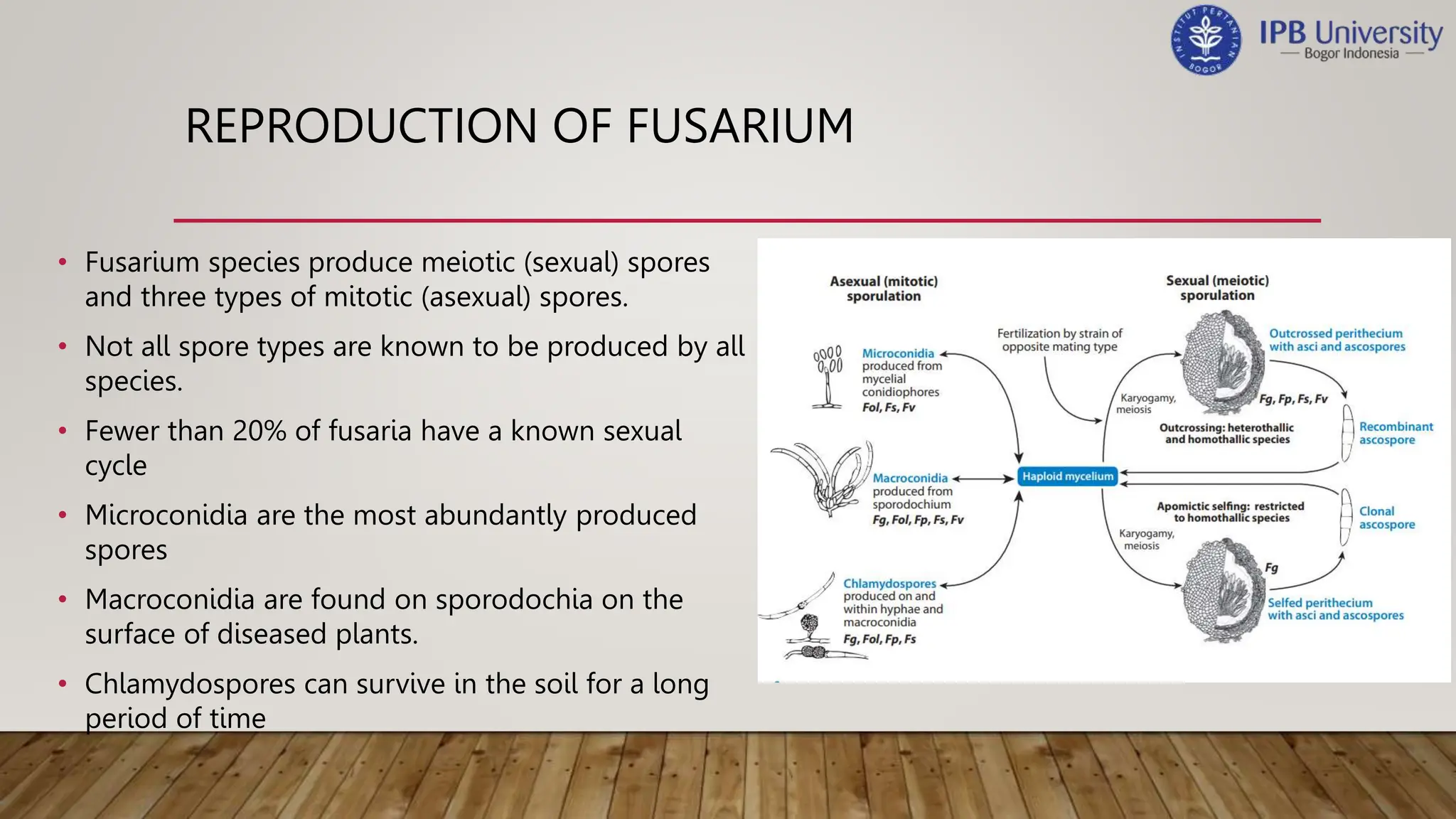 Genus Fusarium: Classification, Morphology and Pathogenesis_Emily.pptx