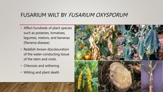Genus Fusarium: Classification, Morphology and Pathogenesis_Emily.pptx
