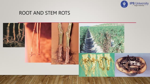 Genus Fusarium: Classification, Morphology and Pathogenesis_Emily.pptx
