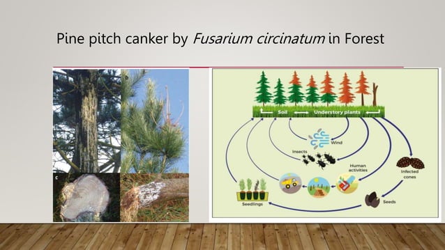 Genus Fusarium: Classification, Morphology and Pathogenesis_Emily.pptx