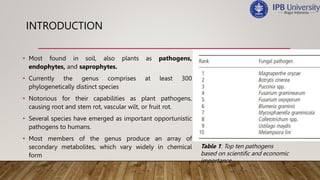 Genus Fusarium: Classification, Morphology and Pathogenesis_Emily.pptx