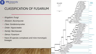 Genus Fusarium: Classification, Morphology and Pathogenesis_Emily.pptx