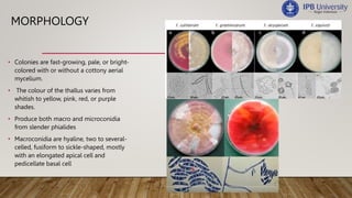Genus Fusarium: Classification, Morphology and Pathogenesis_Emily.pptx