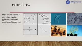 Genus Fusarium: Classification, Morphology and Pathogenesis_Emily.pptx