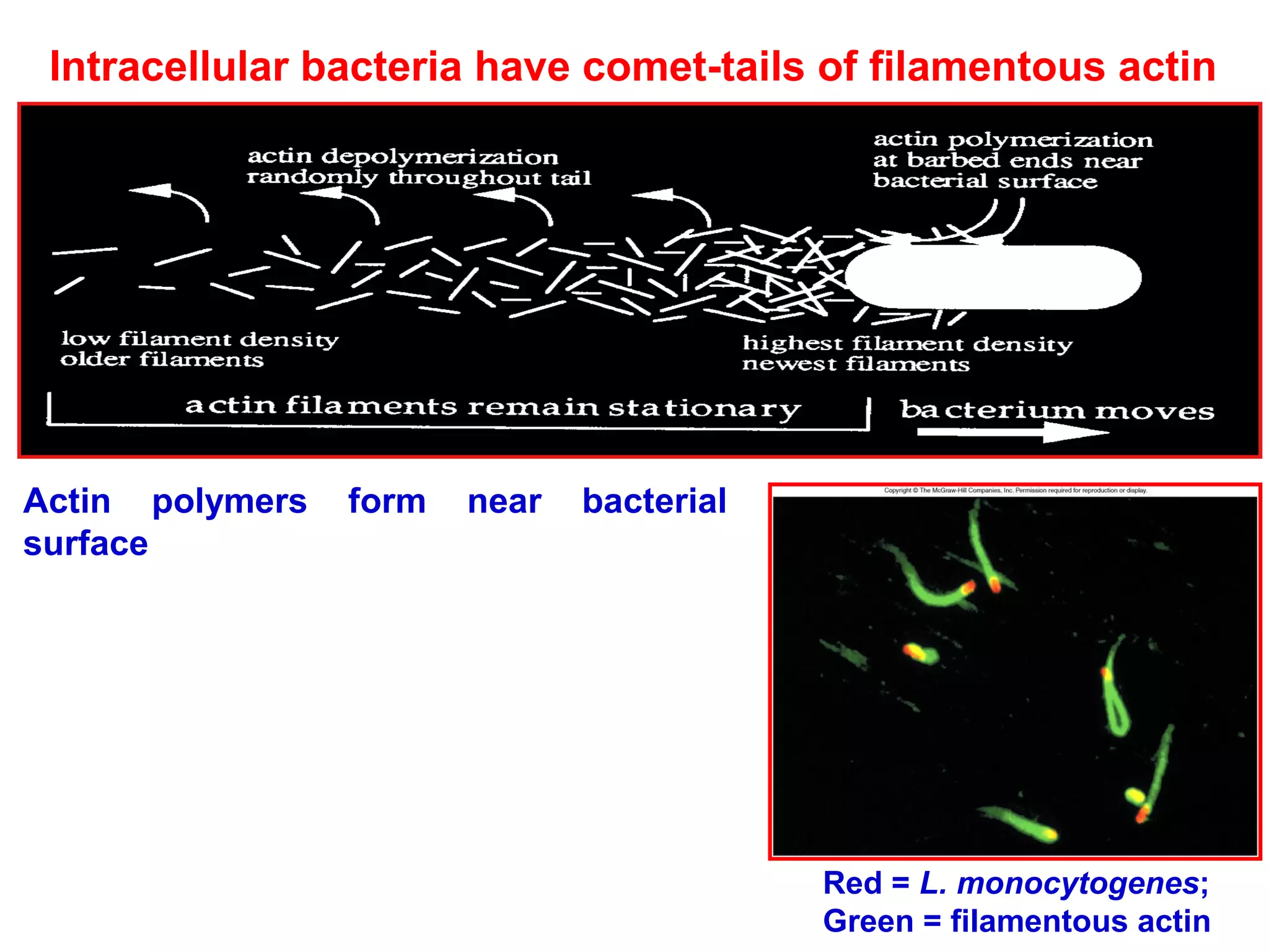 Genus listeria | PPT