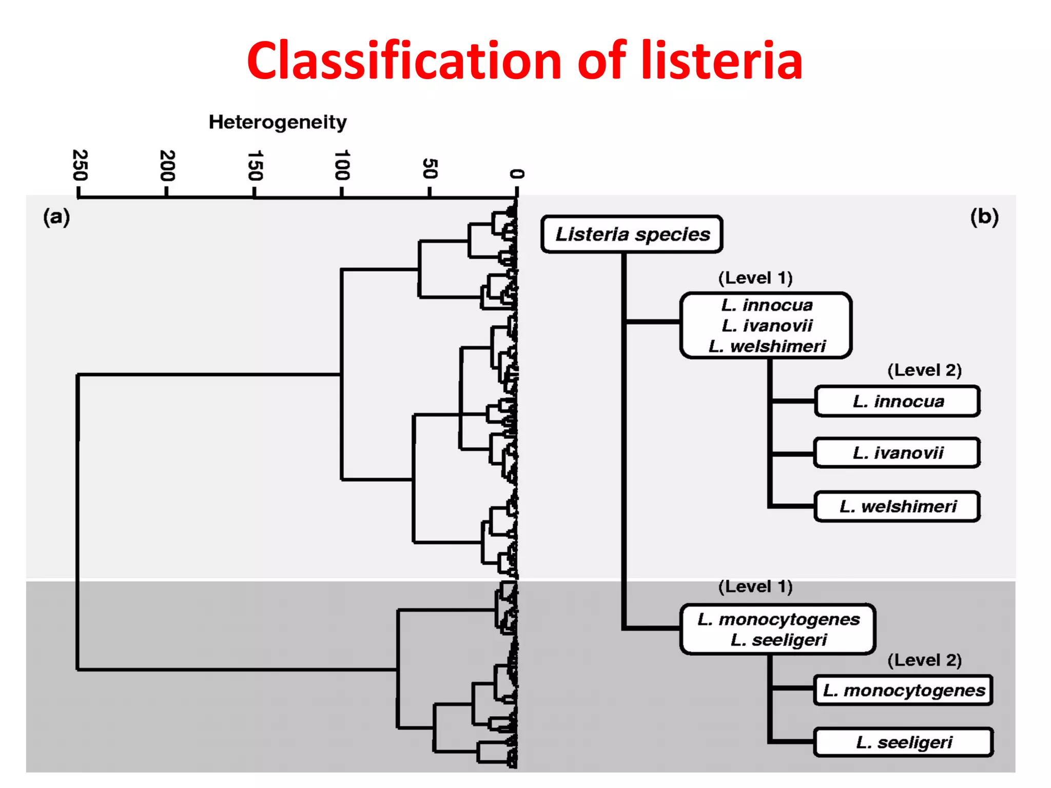 Genus listeria | PPT