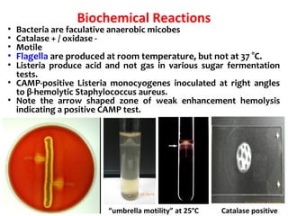 Genus listeria | PPT